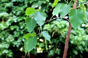 All About Peepal Tree with Their Types, Health Benefits, and Lifespan