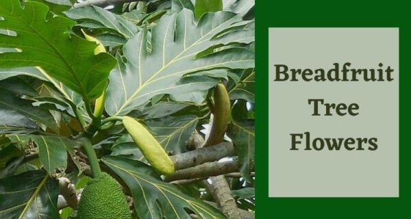 Get Information About Breadfruit Tree & Their Facts, Types, and Benefits