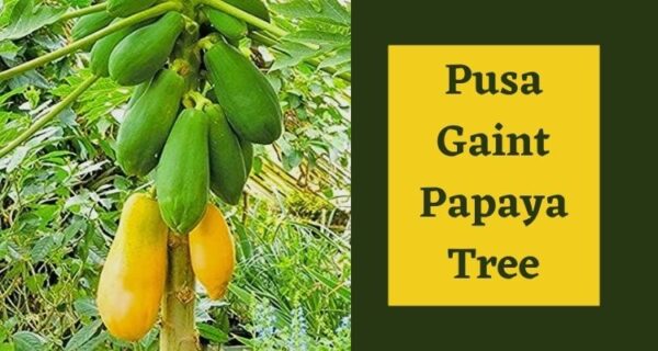 Papaya Tree & Their Types, Health Benefits of Papaya Leaves and Seeds