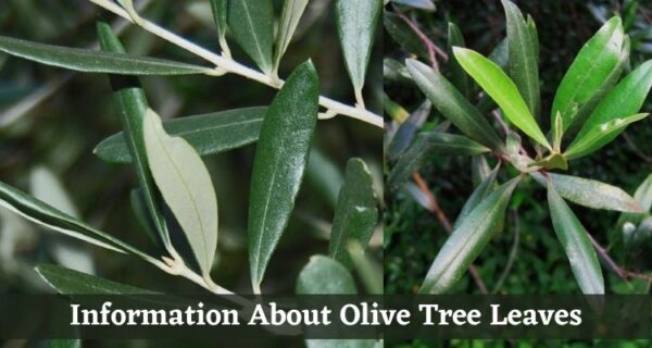 How to Grow and Care Olive Trees & Their Leaves, Plant, Height
