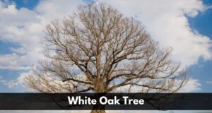 Oak Tree | Description, Types, Leaves, Flower, Fruit, and Life Cycle ...