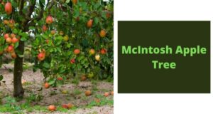 Get Information Apple Trees & Their Types, Benefits, and Lifespan