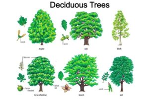 Deciduous & Coniferous Trees | Definition, Description, and Types