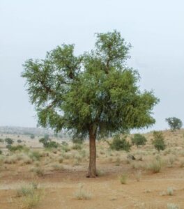 Khejri Tree | Fruits, Leaves, Uses & Benefits - Info About Trees