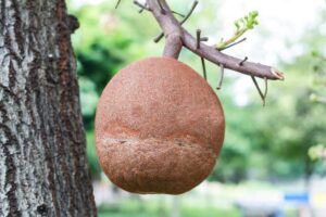 Sal Tree | Fruit, Wood, Leaves, Medical Uses, & Health Benefits - Info ...
