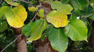 Sal Tree | Fruit, Wood, Leaves, Medical Uses, & Health Benefits - Info ...