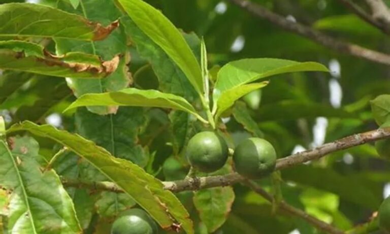Rudraksha Tree | History, Types, Benefits, Facts & How to Grow?