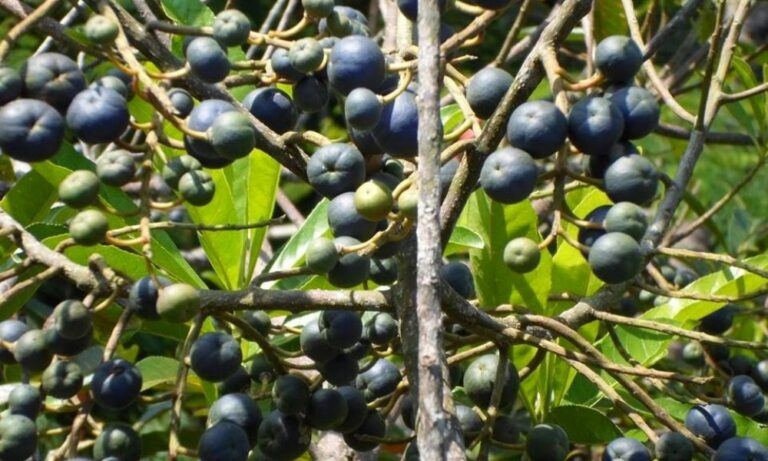 Rudraksha Tree | History, Types, Benefits, Facts & How to Grow?