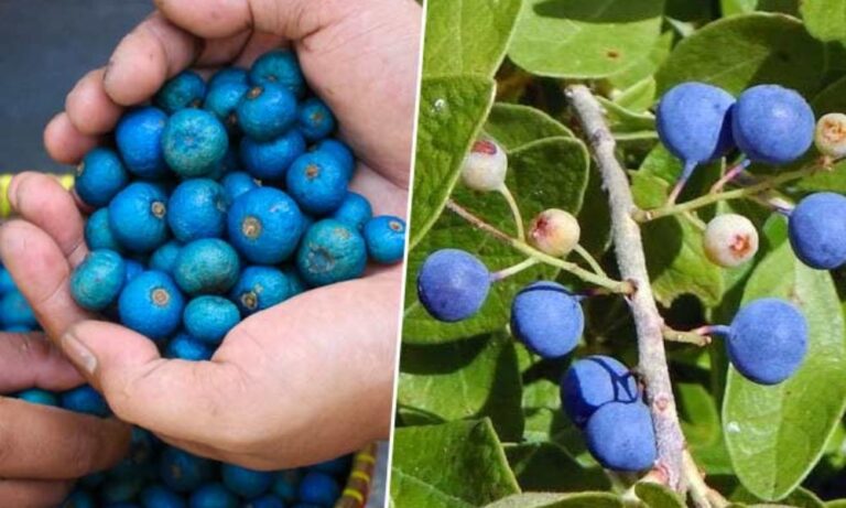 Rudraksha Tree | History, Types, Benefits, Facts & How to Grow?