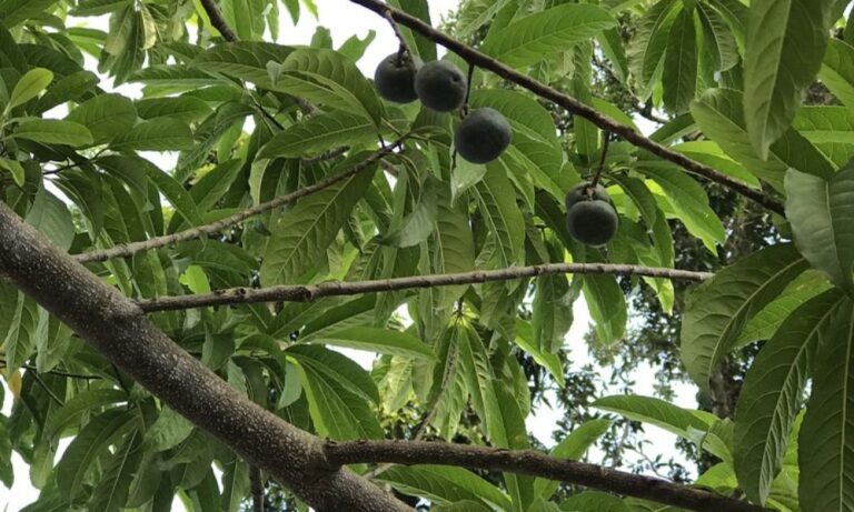 Rudraksha Tree | History, Types, Benefits, Facts & How to Grow?