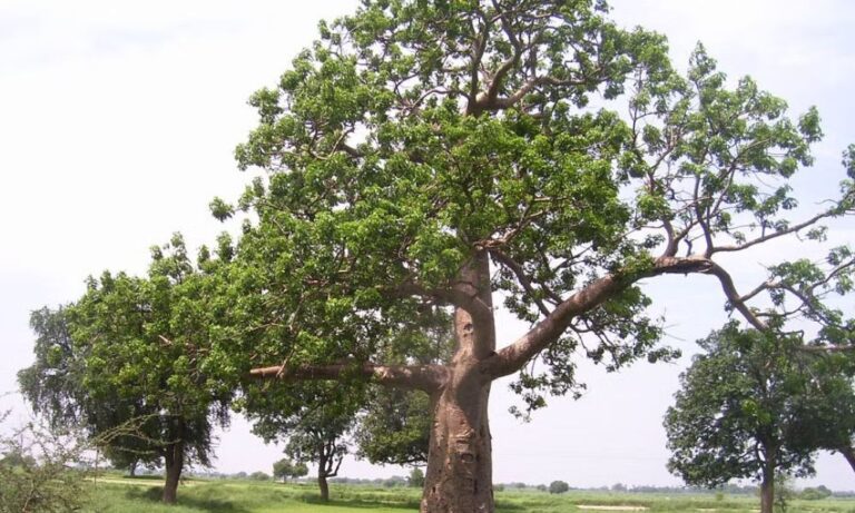 Parijat Tree | Benefits, Flower, Characteristics, & Significance