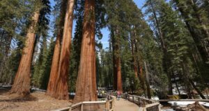 Giant Sequoia Tree | Characteristics, Facts, Lifespan, Leaves, Uses & Wood